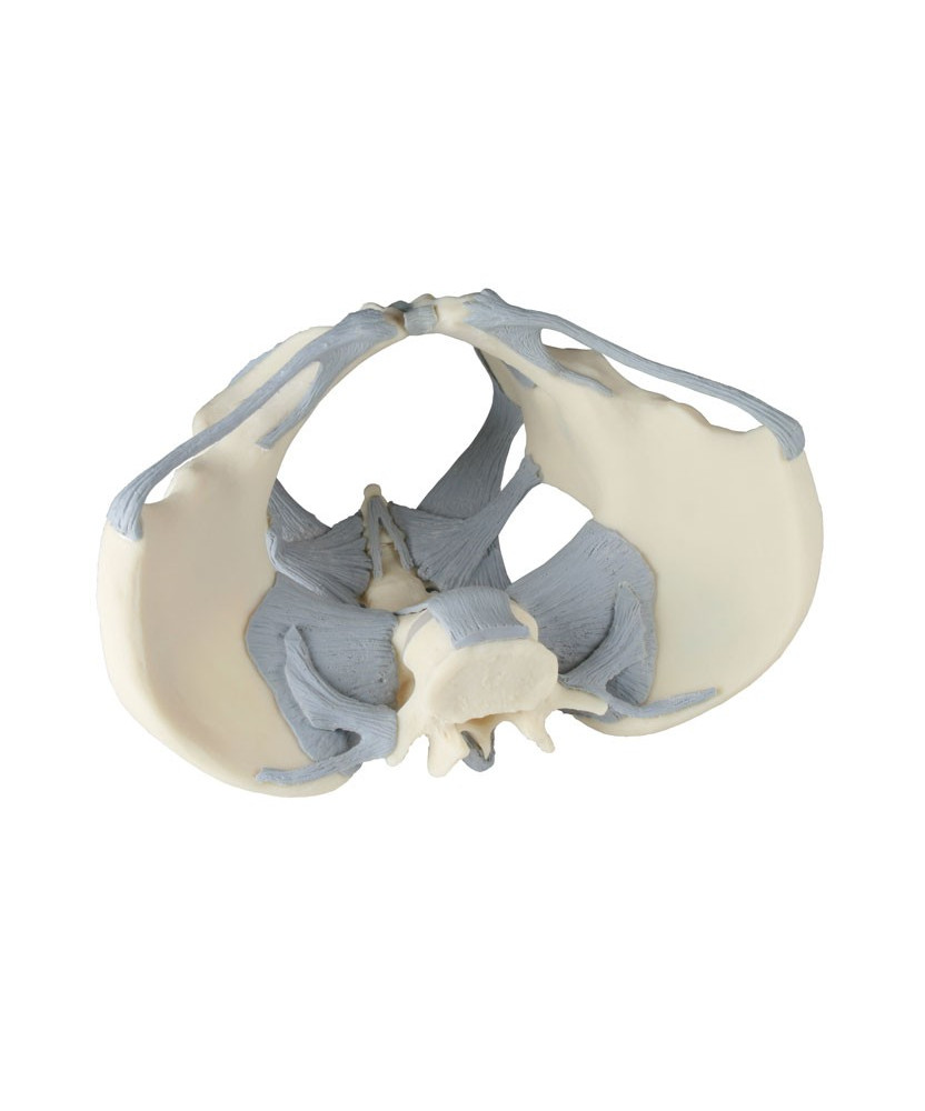 Bassin féminin avec ligaments - modèle anatomique