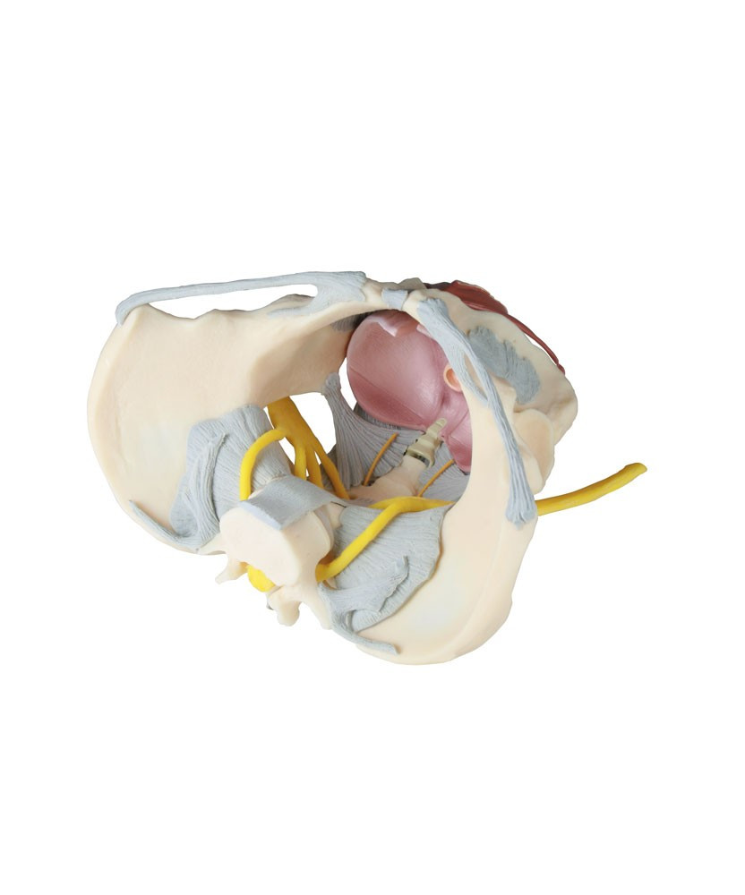 Bassin féminin avec ligaments, nerfs et plancher pelvien - modèle